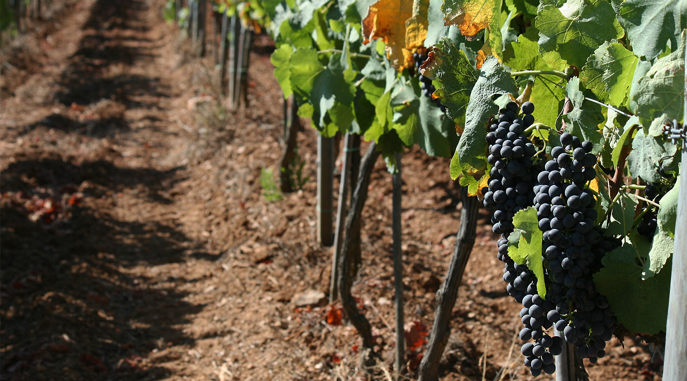 Wines of the Island of Elba - Cecilia Winery - Island of Elba